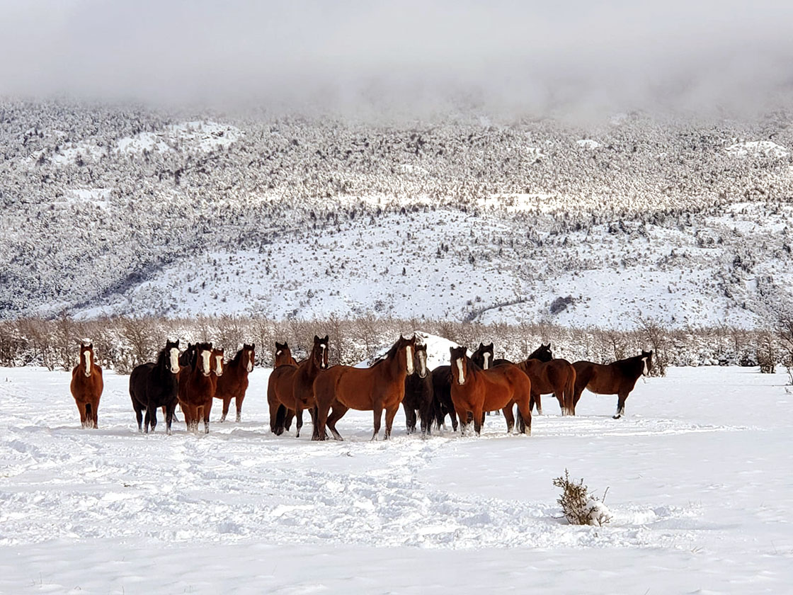 ELOHI – Collection